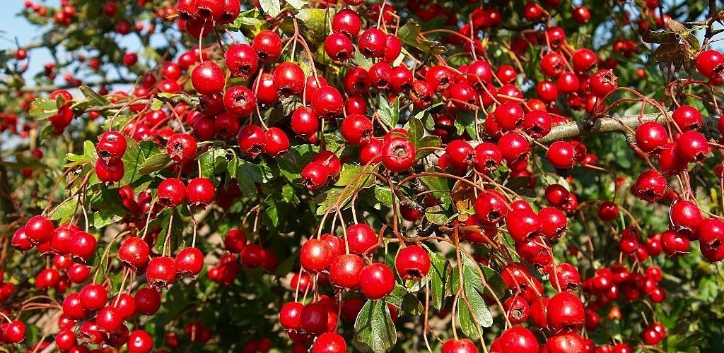 The Health Benefits of Hawthorne Berry