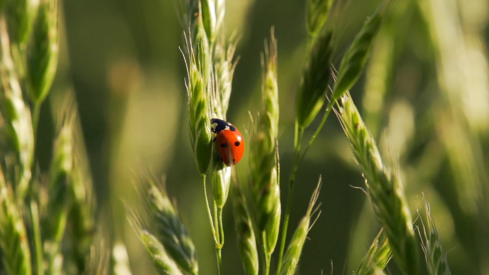 My Journey into Organic Farming