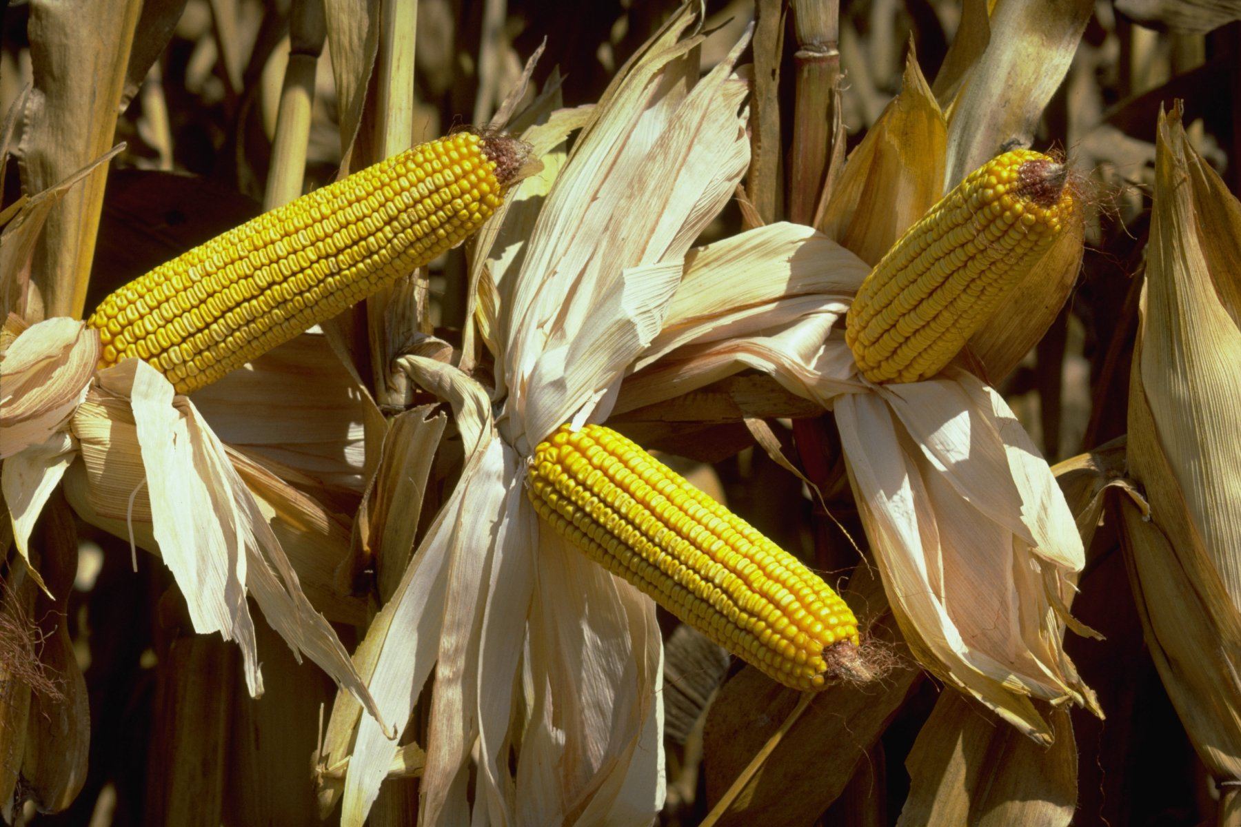 How Monsanto Took Over Our Food – Infographic