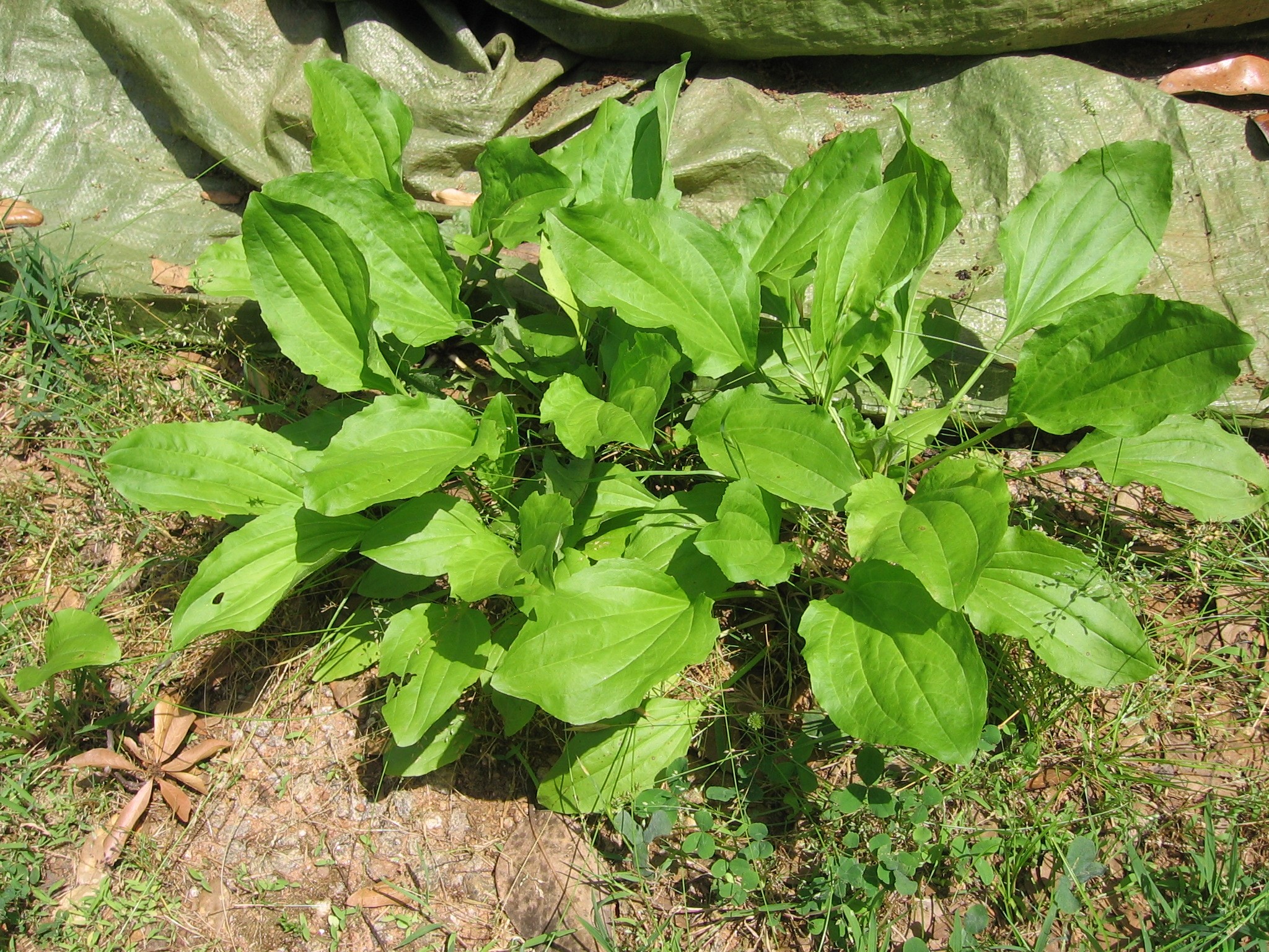 Invasive Weeds You Can, and Should, Be Eating – Easy Foraging