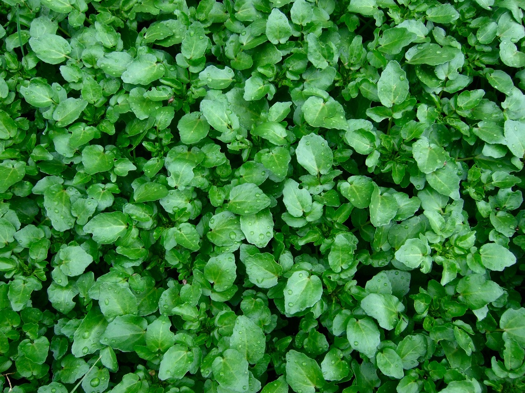 Invasive Weeds You Can, and Should, Be Eating – Easy Foraging