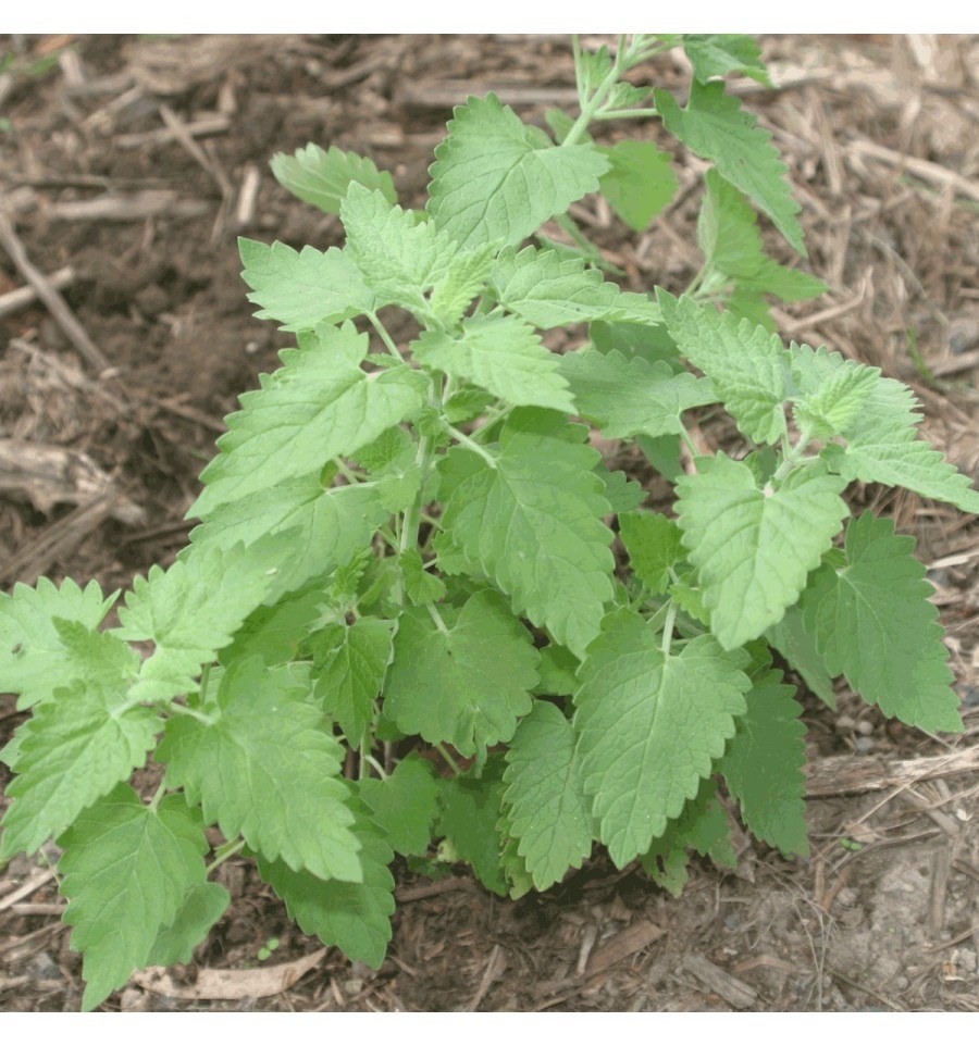 Invasive Weeds You Can, and Should, Be Eating – Easy Foraging