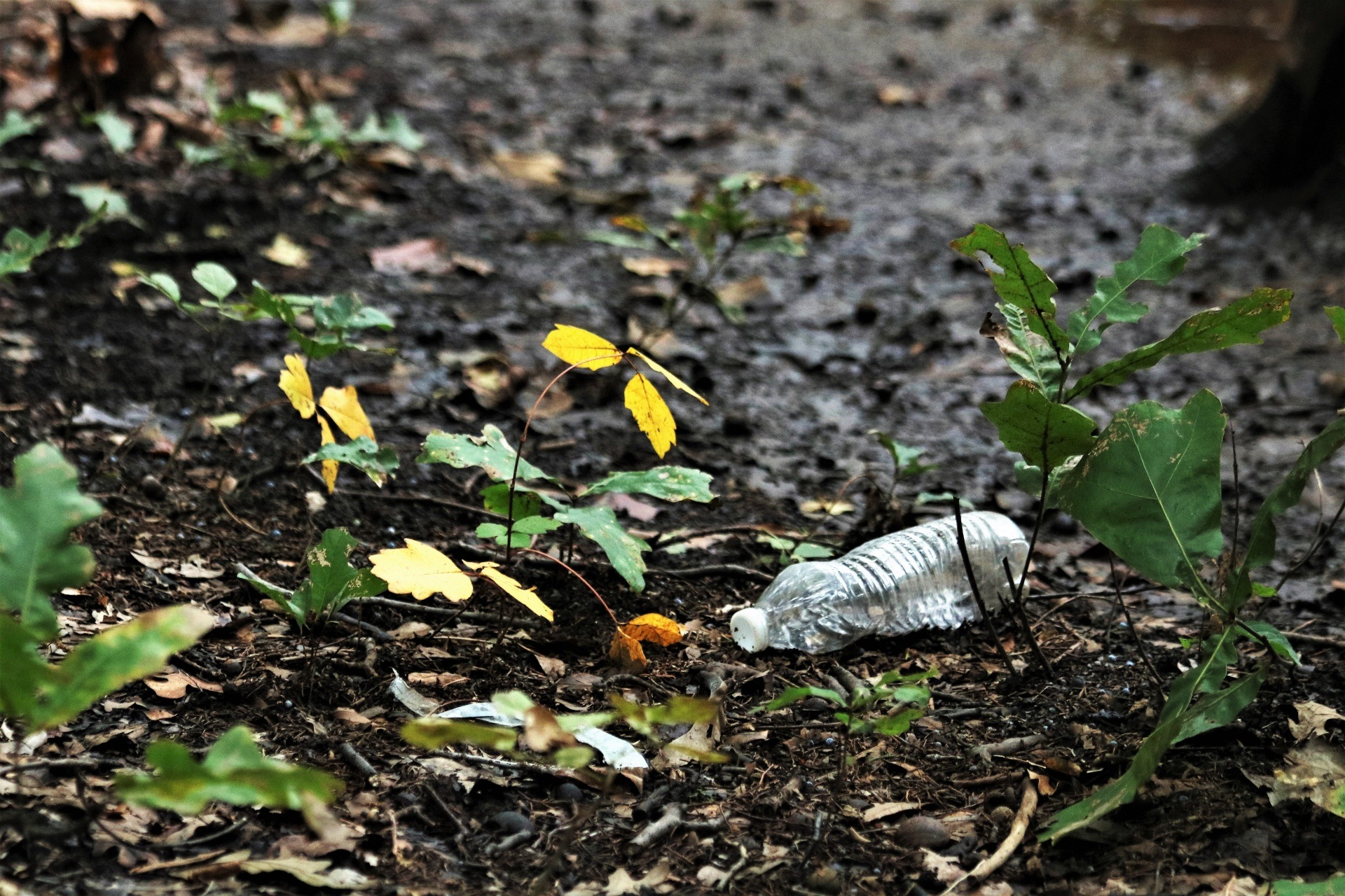 New Plant-Based Plastic Bottles Are Biodegradeable And Supported by ...